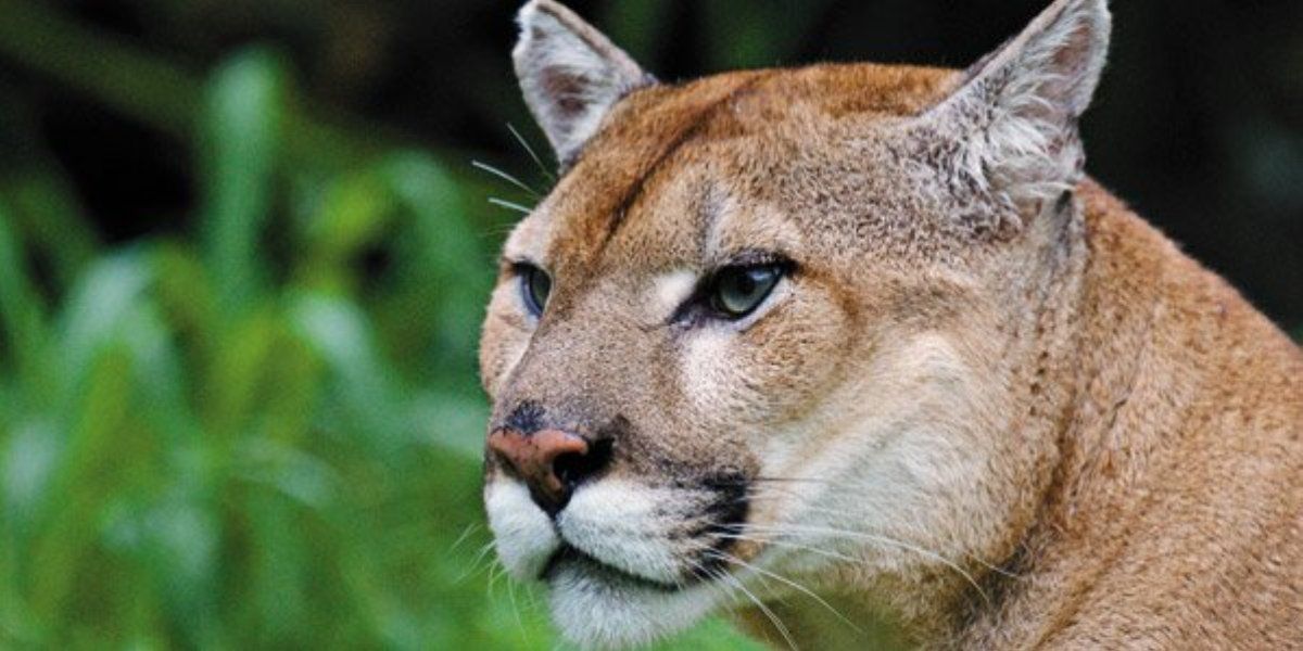 Florida Panther National Wildlife Refuge | The Holistic Light